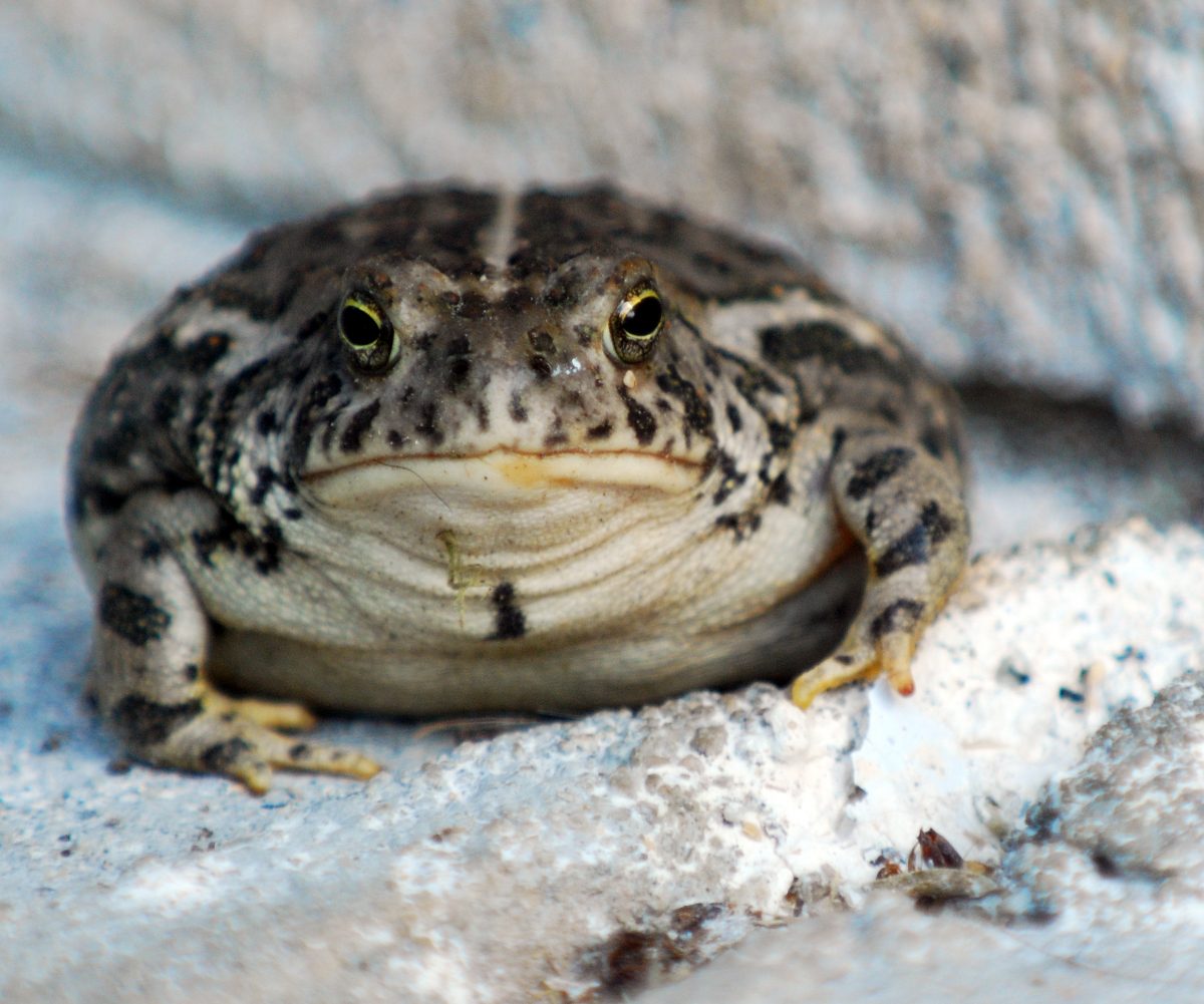 Fat Toad